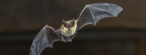 200+ Cute and Famous Bat Names – Animal Names