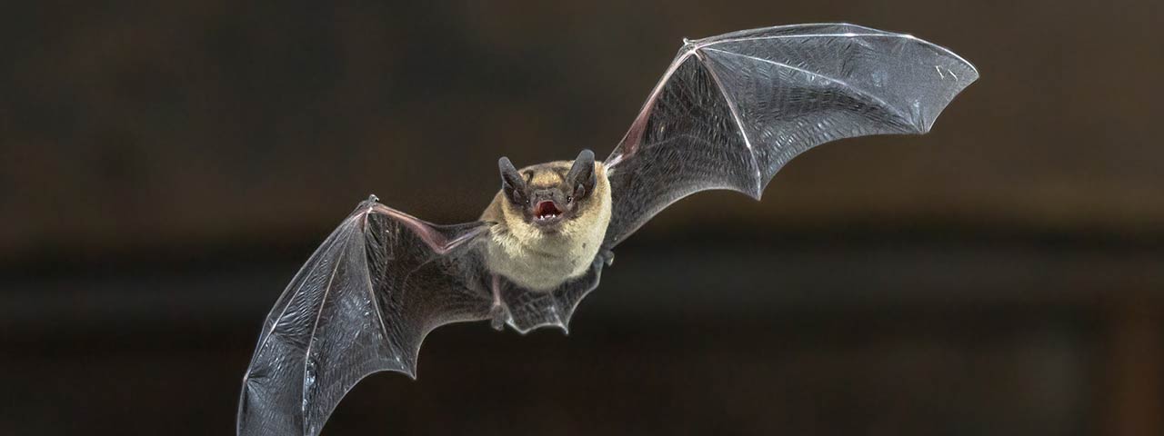 200+ Cute and Famous Bat Names – Animal Names