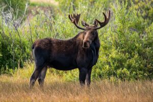 155 Funny and Good Moose Names – Animal Names