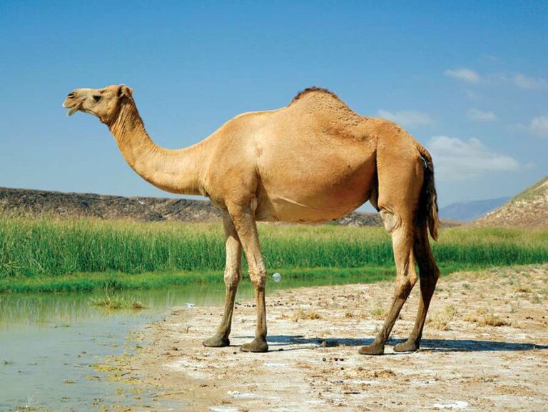 163 Funny and Good Camel Names – Animal Names