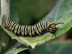 147 Good Caterpillar Names – Animal Names