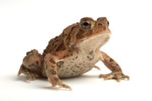 132 Good and Famous Toad Names – Animal Names