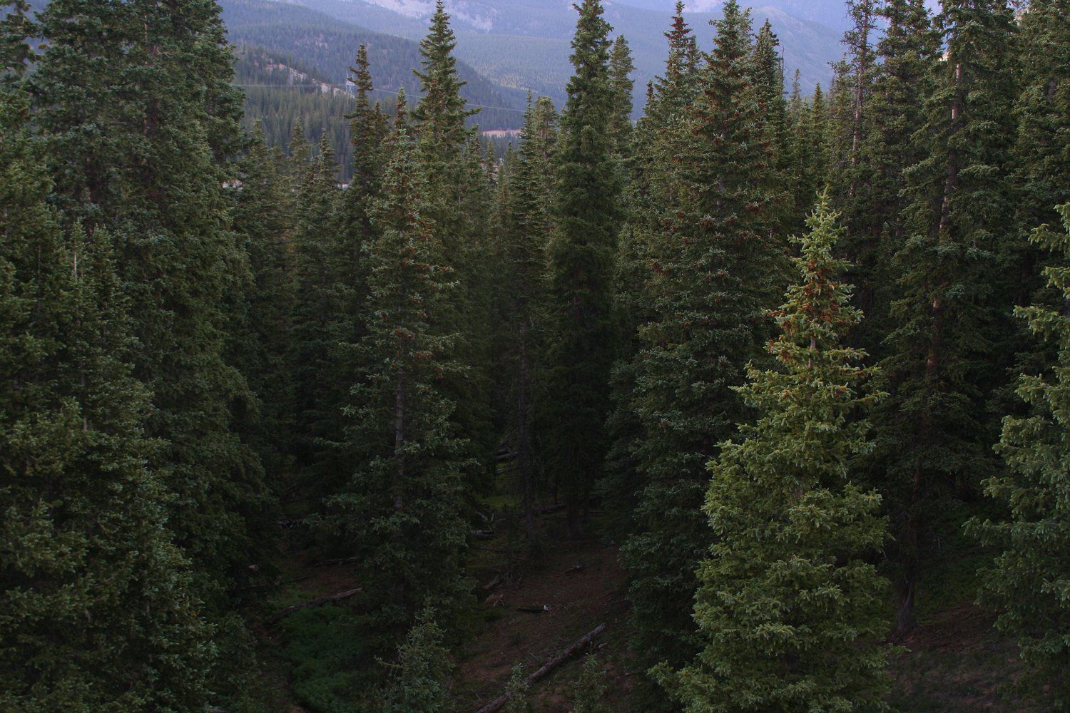 Animals That Live In Coniferous Forests – Animal Names