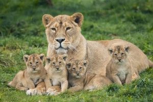 Lion Name Generator – Animal Names