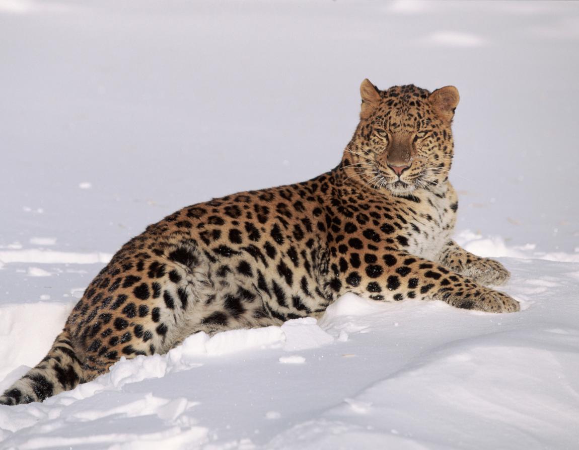 The Rarest Animals In The World Animal Names The Rarest Animals In The World Animal Names